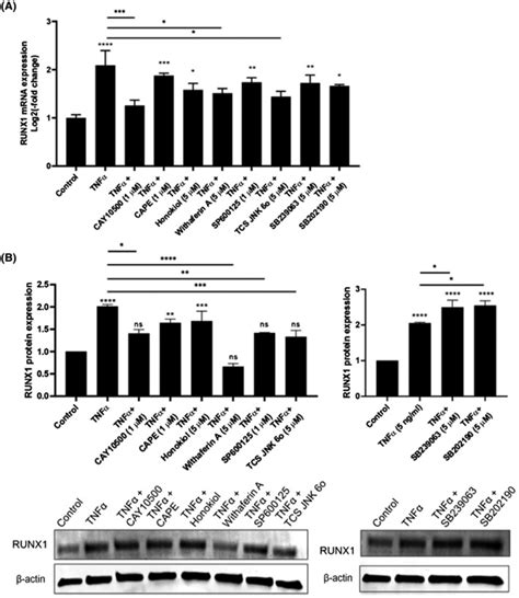 tnf‐α signaling regulates runx1 function in endothelial cells pmc