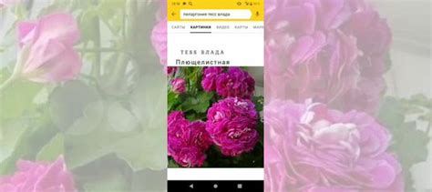 Пеларгония тесс влада купить в Саранске | Товары для дома и дачи | Авито