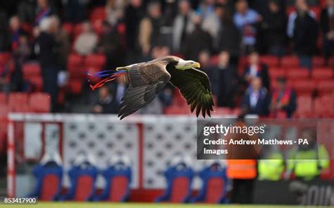 1009 Kayla The Eagle Photos And High Res Pictures Getty Images