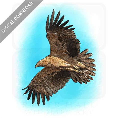 Golden Eagle Sketch