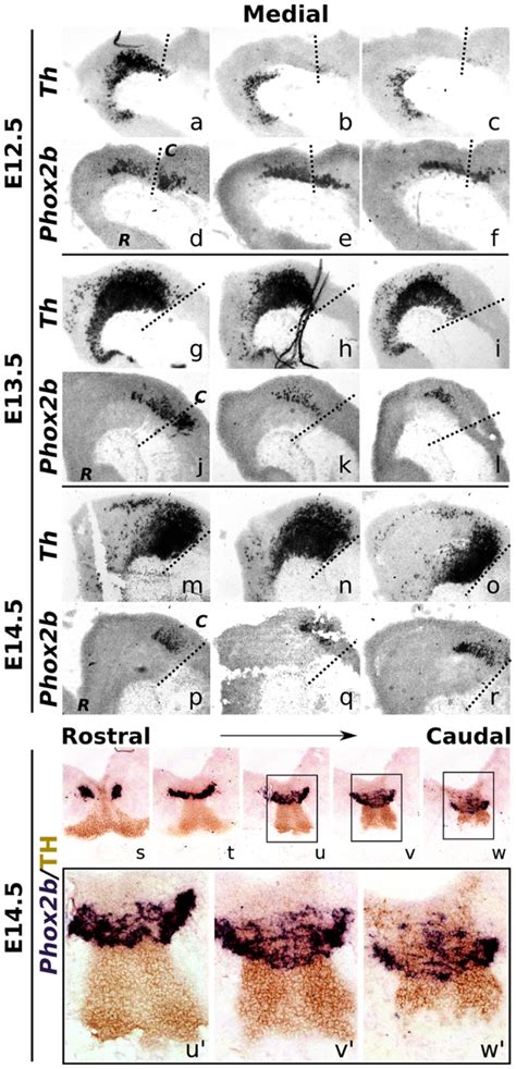 A F Th And Phox2b Mrna Expression At E12 5 Wild Type Mouse Brains