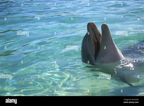 A Bottlenose Dolphin Binomial Name Tursiops Truncatus Scientific