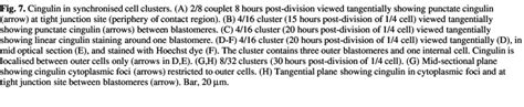 Cingulin In Synchronised Cell Clusters A 28 Couplet 8 Hours Download Scientific Diagram