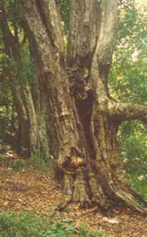 Clove Bud Monograph Page