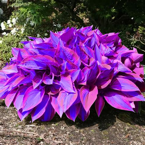 Platago Hosta Seeds Perennial Hosta Plants Grow Easily Rare Blue Purple Hosta Bulb Seeds For