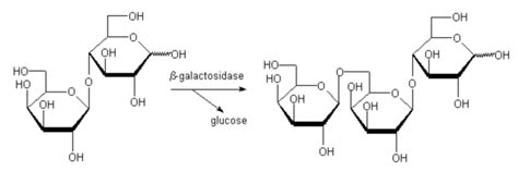Beta Galactosidase Diagram