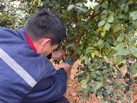 信丰县九龙林场开展油茶整形技术培训 关注森林