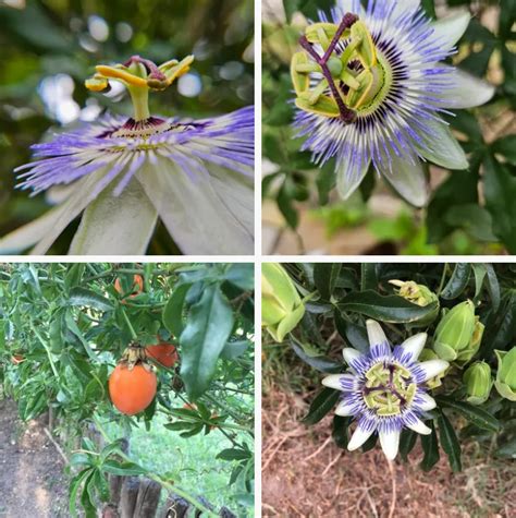 Plant Faqs Passiflora Caerulea Blue Passionflower