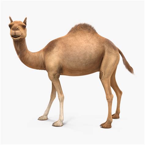 Camel Sitting Pose With Fur 3d Model 3d Model 99 Max Free3d