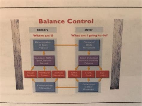 Sensory And Closed Loop Control Flashcards Quizlet