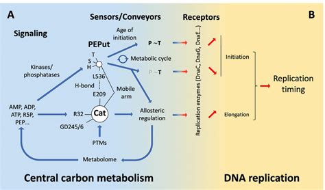 intertwining model of pyka catalytic activity regulation and