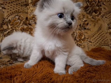 Ragdoll Kocurik A Macicka Revúca Bazošsk