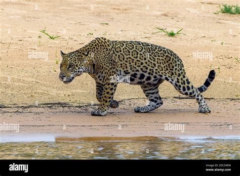 Jaguar Panthera Onca Matto Grosso Do Sul Pantanal Brasilien Stock