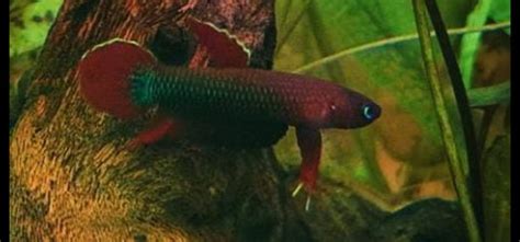 Bubble Nester Wild Exotic Bettas