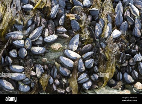 Common Mytilus Edulis Mussel Mussels Other Animals Shells Animals