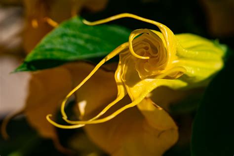 Daun Bunga Tumbuhan Berbunga Foto Gratis Di Pixabay