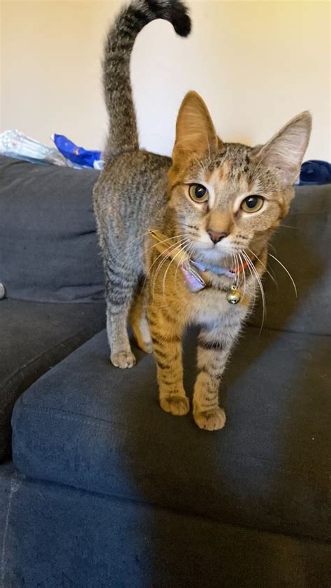 Milo And Precious Kitty Connection