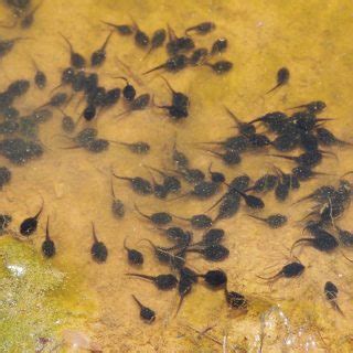 Fowler S Toad Facts And Pictures