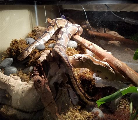 One Of My Snakes Likes To Alternate Between Their Cool Hide Warm Hide And Hot Spot My Other