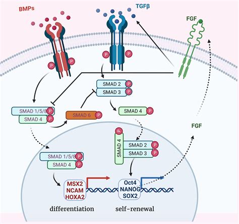 Signaling Pathway Bone Formation At Eliza Ashley Blog