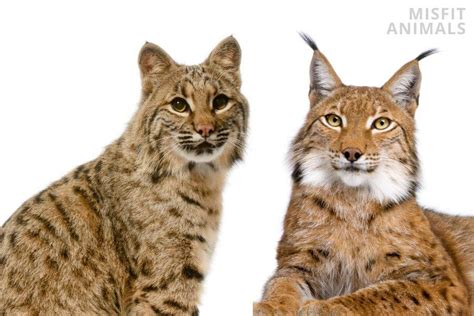Bobcat Vs Lynx What Is The Difference 8 Differences
