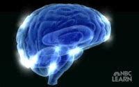Cerebro  Conseguir El Mejor  En Er