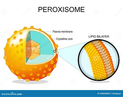 Peroxisome Anatomy Cross Section Of A Cell Organelle Stock Vector Illustration Of Structure