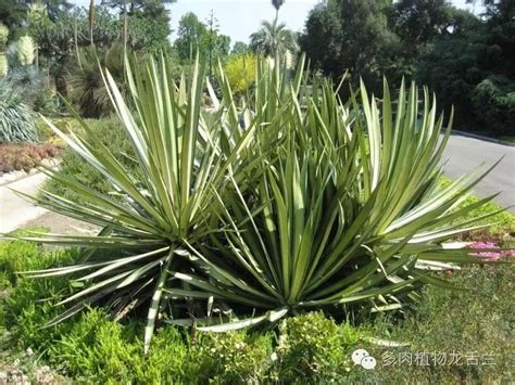 Agave Sisalana 剑麻 23h8 爱生活吧！