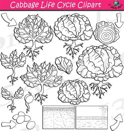 Cabbage Life Cycle Clipart Set Download Clipart 4 School
