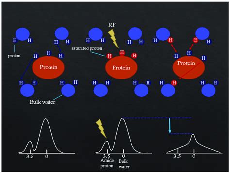 Mechanism Of Apt Cest Imaging The Apt Effect Is Measured As A Download Scientific Diagram