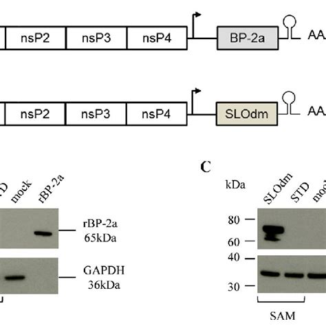 Schematic Representation Of Self Amplifying Rna Replicons And Their Download Scientific Diagram
