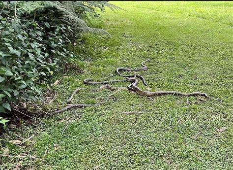 Orgy In The Australian Bush Raustralia