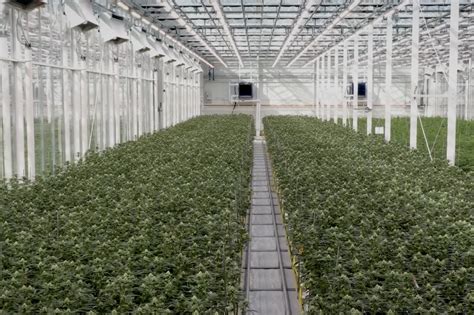 Greenhouse Climate Control Optimizing Conditions Dutchgreenhouses