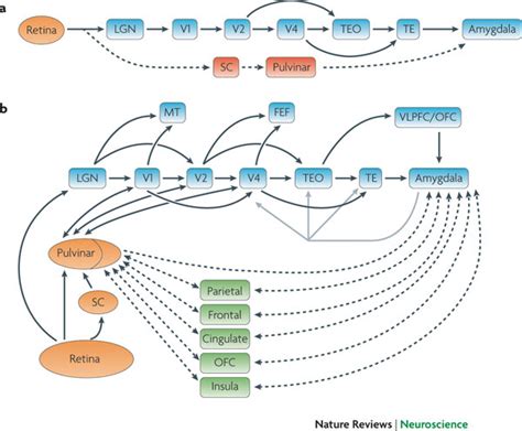 Visual Pathwaysa A Traditional Flowchart Of Visual Processing