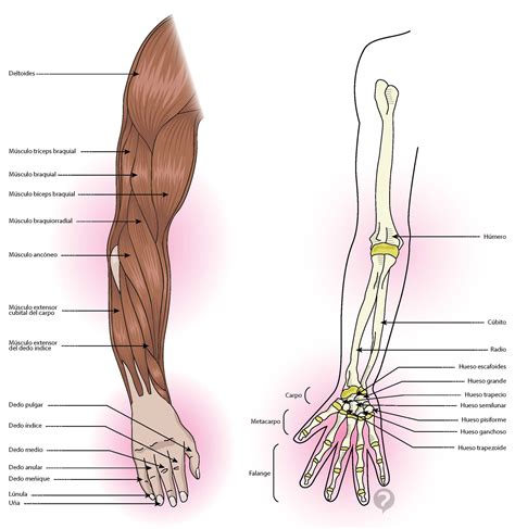 Antebrazo Definición