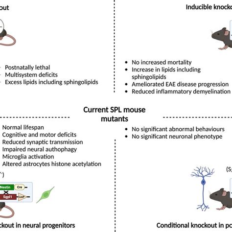Schematic Summarizing The Phenotype Of Current Spl Mouse Mutants