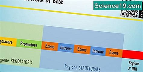 Introni Vs Exons Koje Su Sličnosti I Razlike 💫 Znanstveno Popularni
