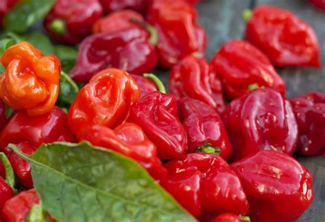 Apocalypse Scorpion Farm Fresh Selects