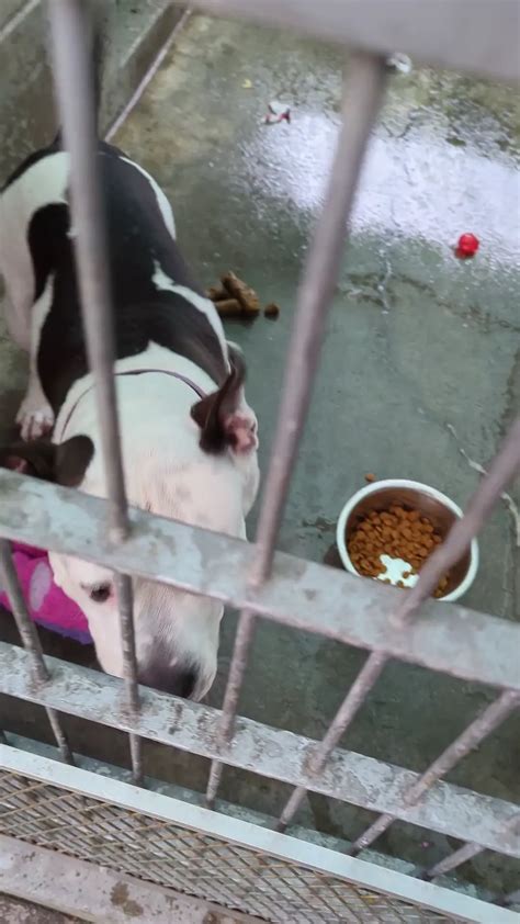 Finally Adopted Tippy Taps Scrolller