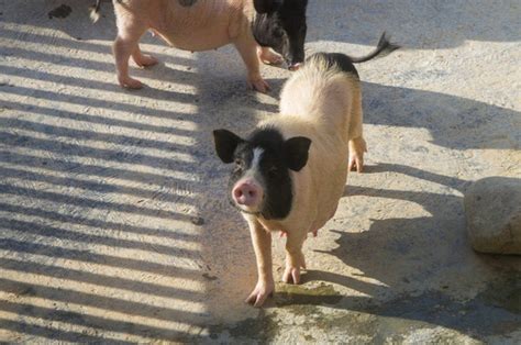 小香猪图片素材 小香猪设计素材 小香猪摄影作品 小香猪源文件下载 小香猪图片素材下载 小香猪背景素材 小香猪模板下载 搜索中心