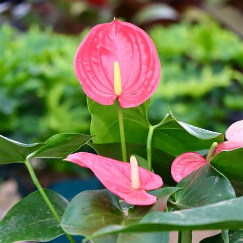Anthurium Royal Pink Champion Maris Gardens
