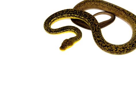 Timor Python For Sale American Reptile Distributors