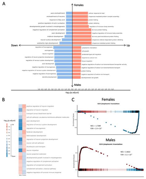 Single Cell Transcriptional Profiling Reveals Cell Type Specific Sex