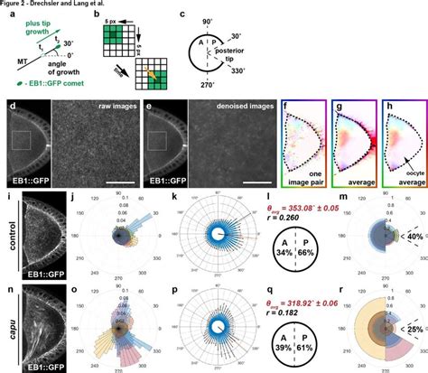 Optical Flow Analysis Captures Mt Orientation In Control And Capu Download Scientific Diagram