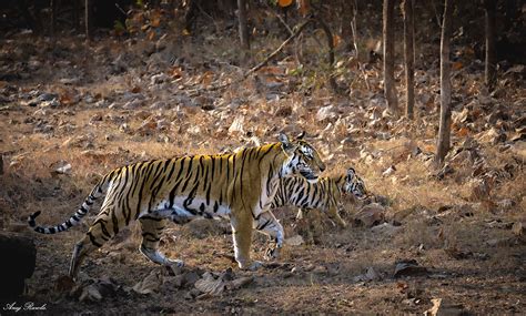 Pench National Park Feb 2023 Patdev And Cubs 161 Images Behance