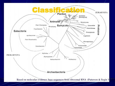 Ppt Mycology Powerpoint Presentation Free Download Id 5369042