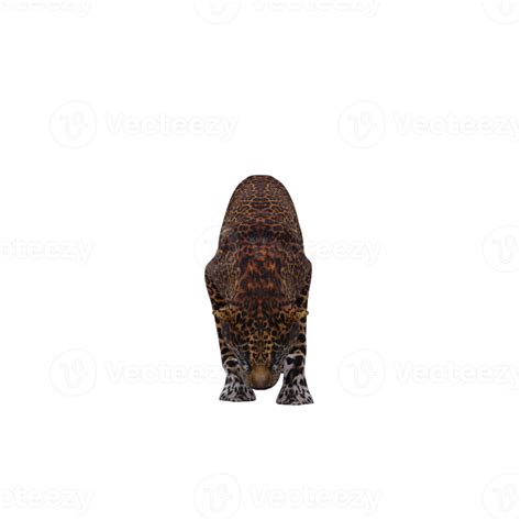3d Leopard Isolated 18876058 Png 3d Leopard Isolated 18876058 Png