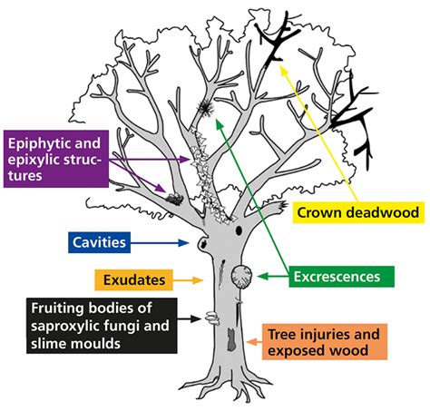 Field Guide To Tree Related Microhabitats