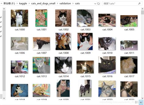 猫狗数据集的两阶段分类猫狗二分类器实验报告 Csdn博客