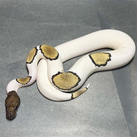 Mojave Pied Pos Ghi Female Ball Python For Sale Trademark Exotics